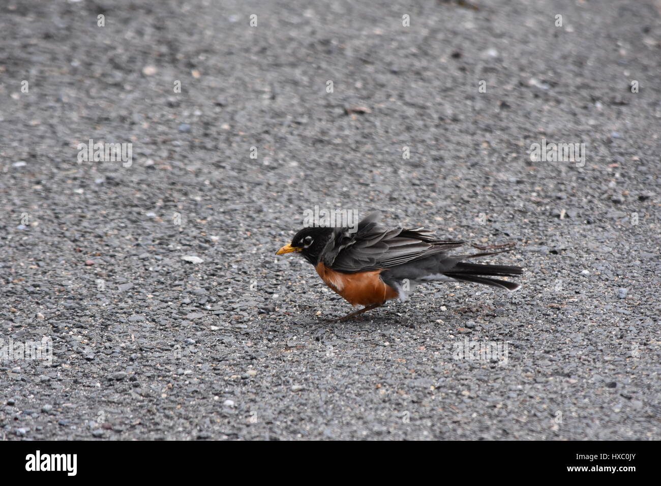 wind-blown robin searching for food on pavement Stock Photo - Alamy