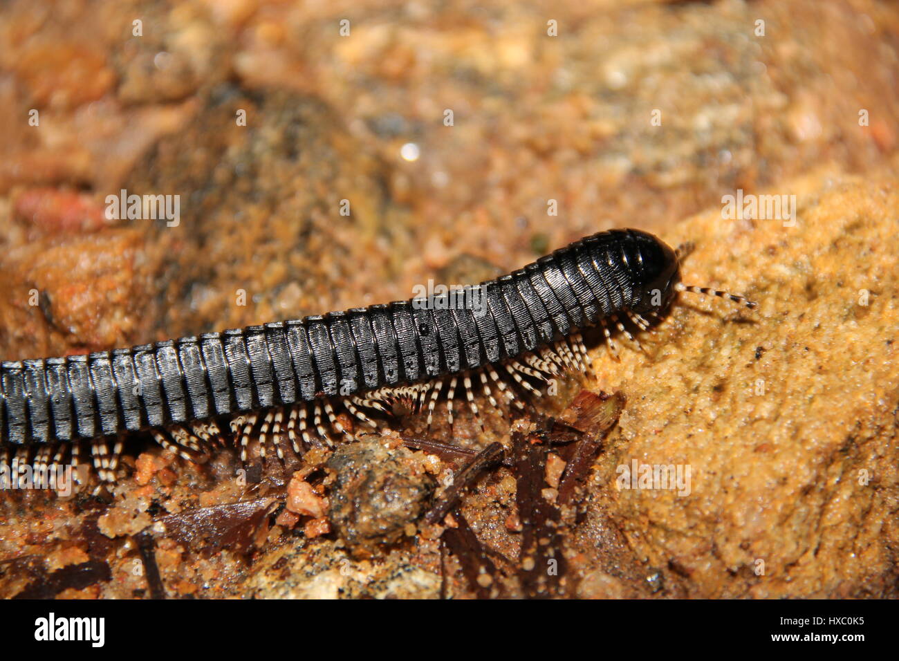 Animals with many legs hi-res stock photography and images - Alamy