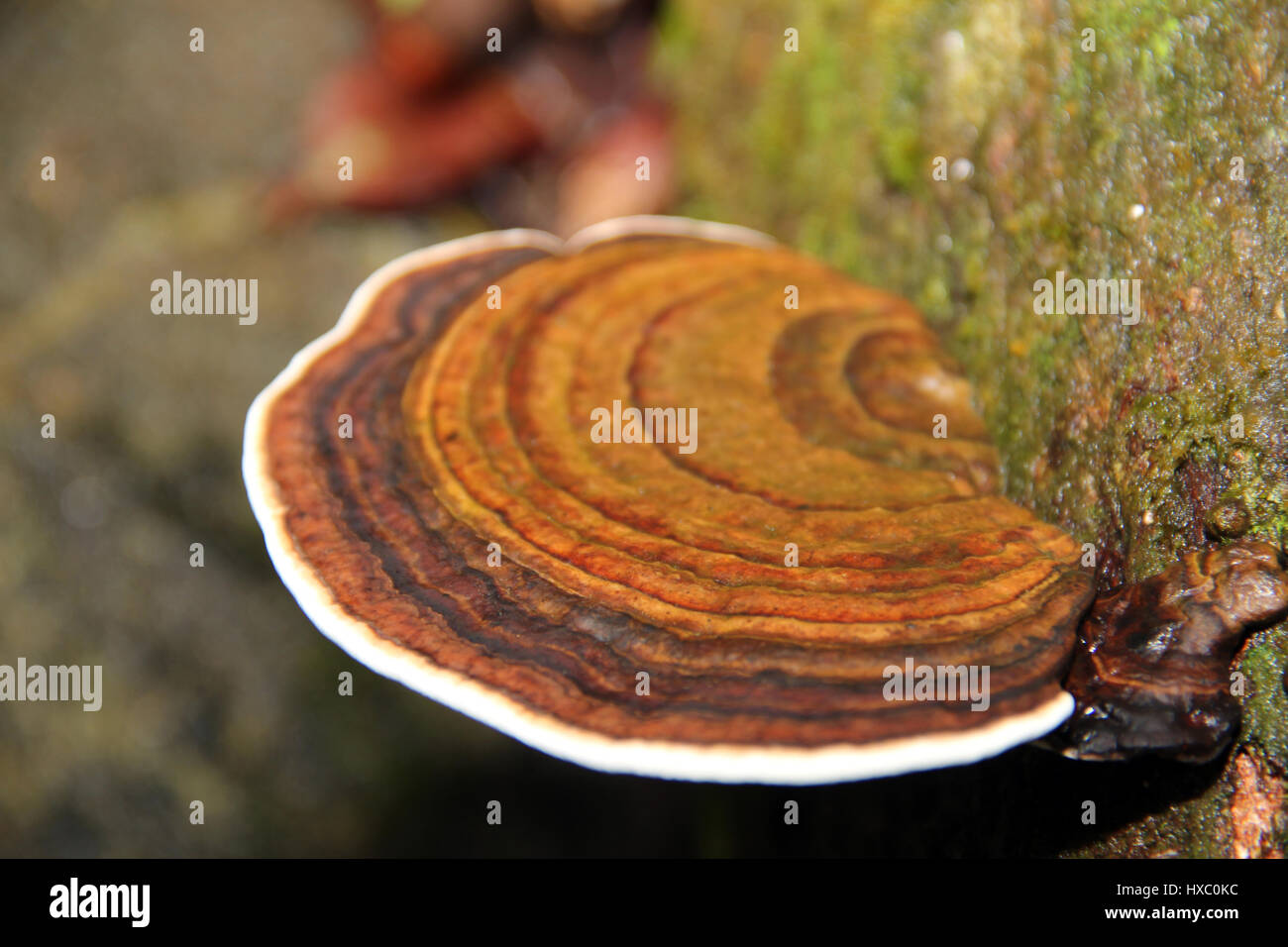 Brick tuft mushroom hi-res stock photography and images - Alamy