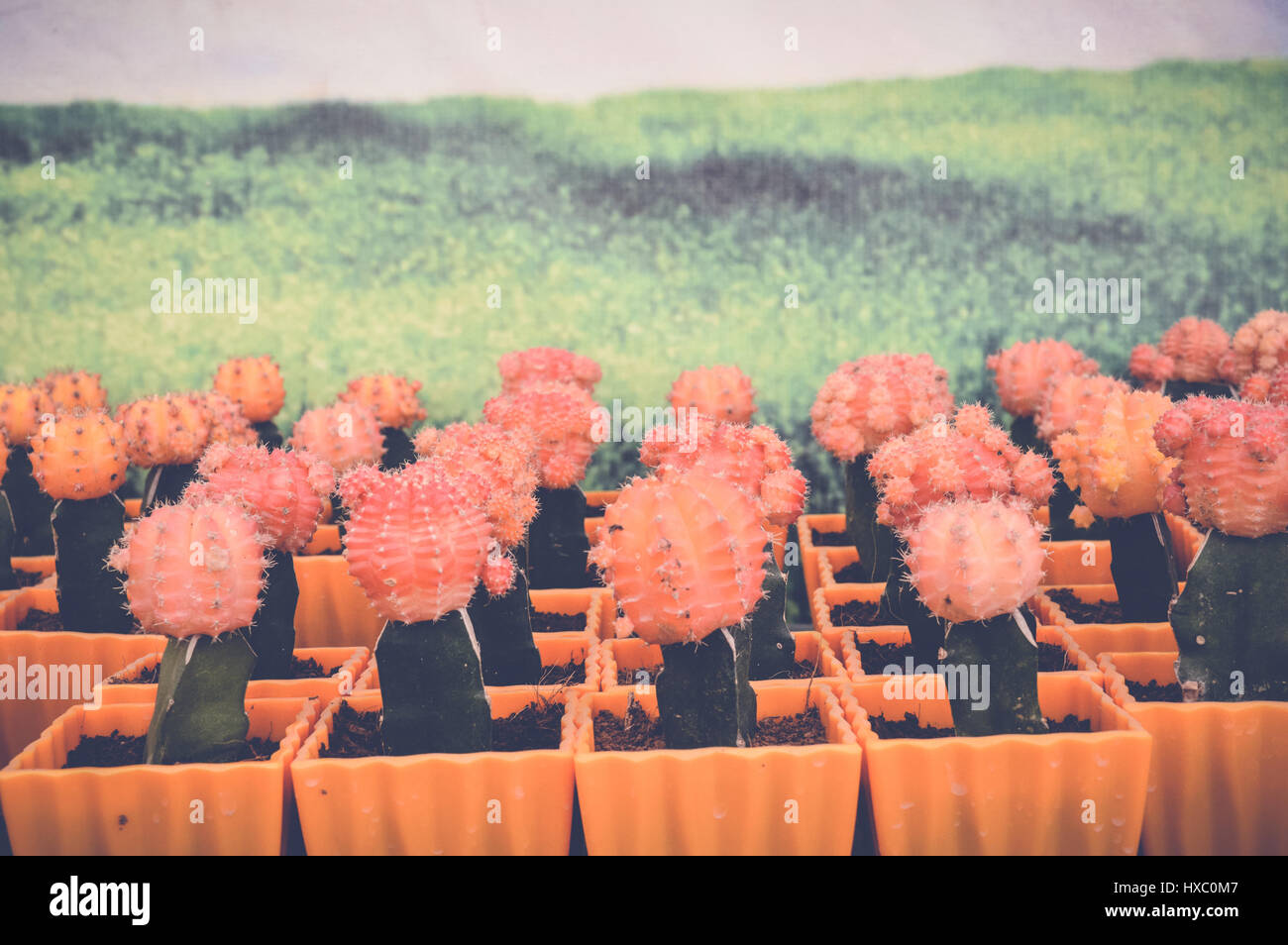 small orange cactus, spring background Stock Photo - Alamy