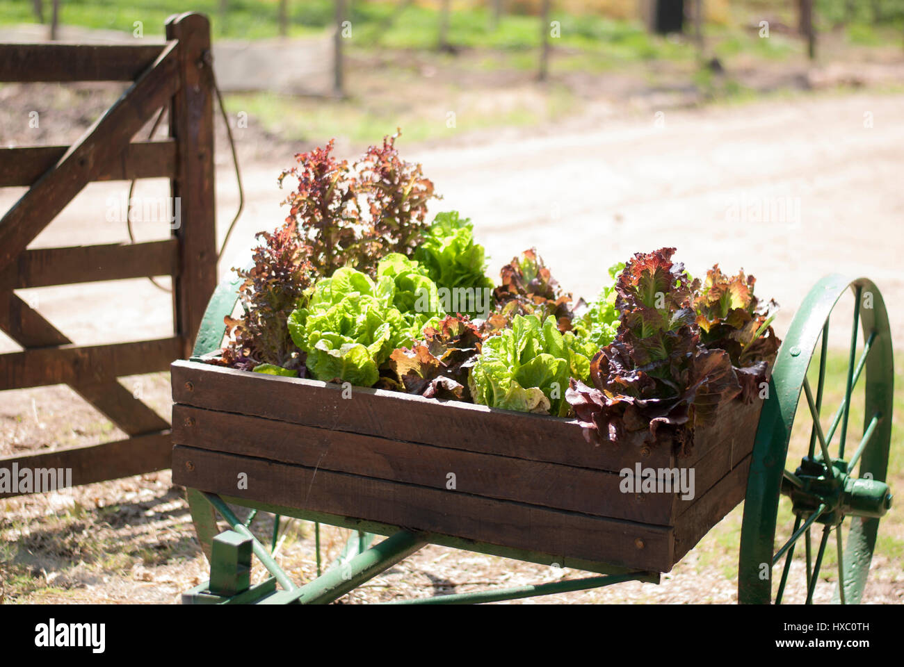 Harvested vegetables in wooden cart, at the entrance of a farm Stock ...