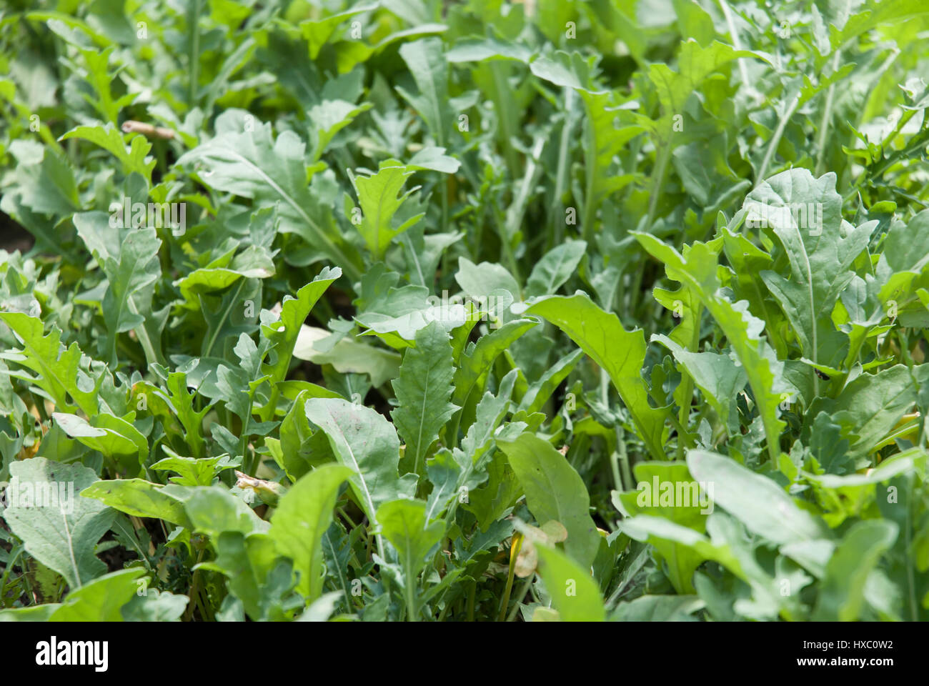 Green arugula leaves in hi-res stock photography and images - Alamy