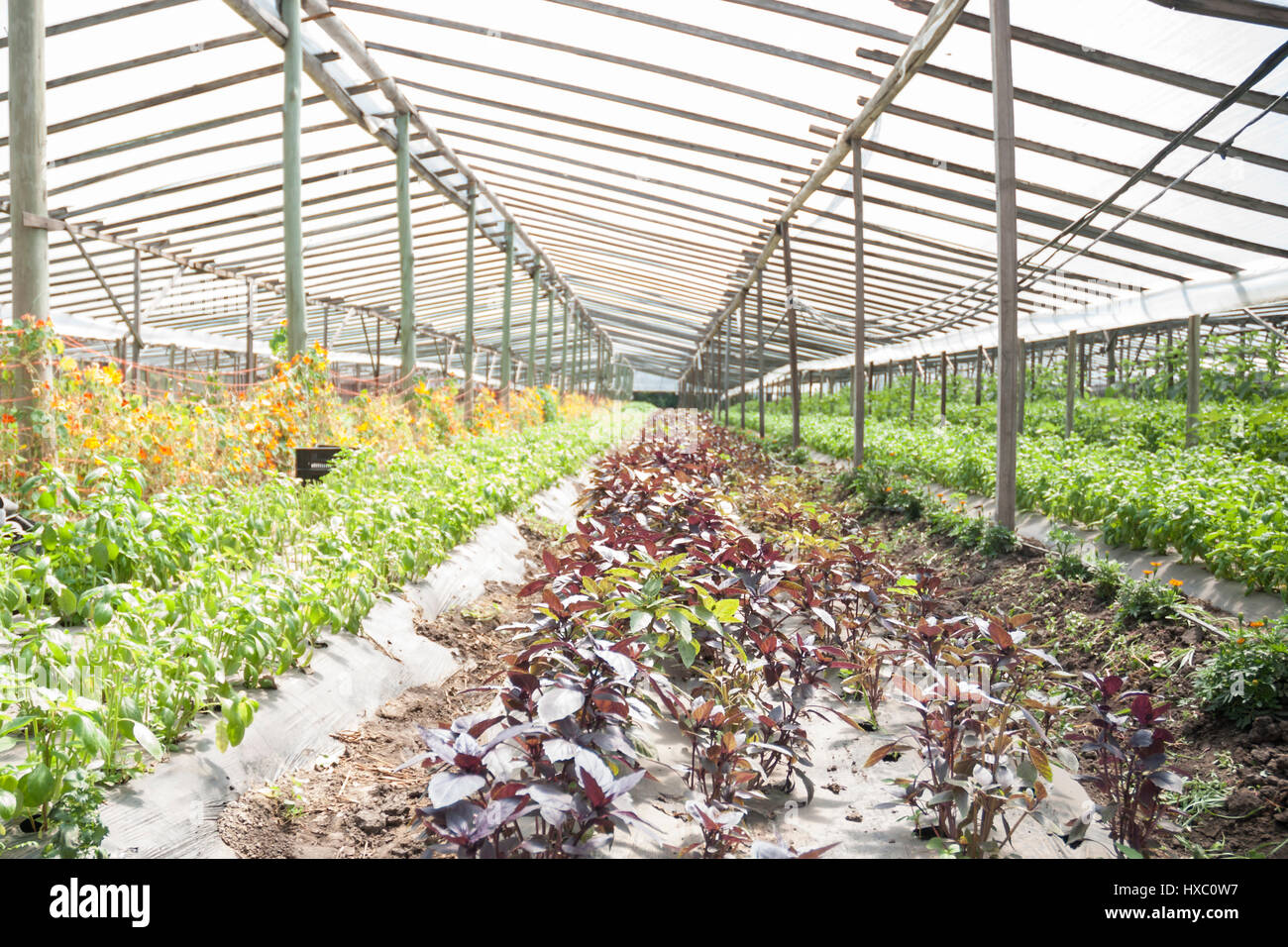 Crop of green and purple basil growing in a greenhouse Stock Photo - Alamy