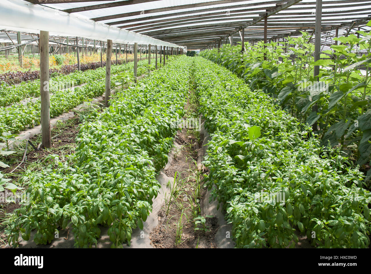Crop of basil growing in a greenhouse Stock Photo - Alamy