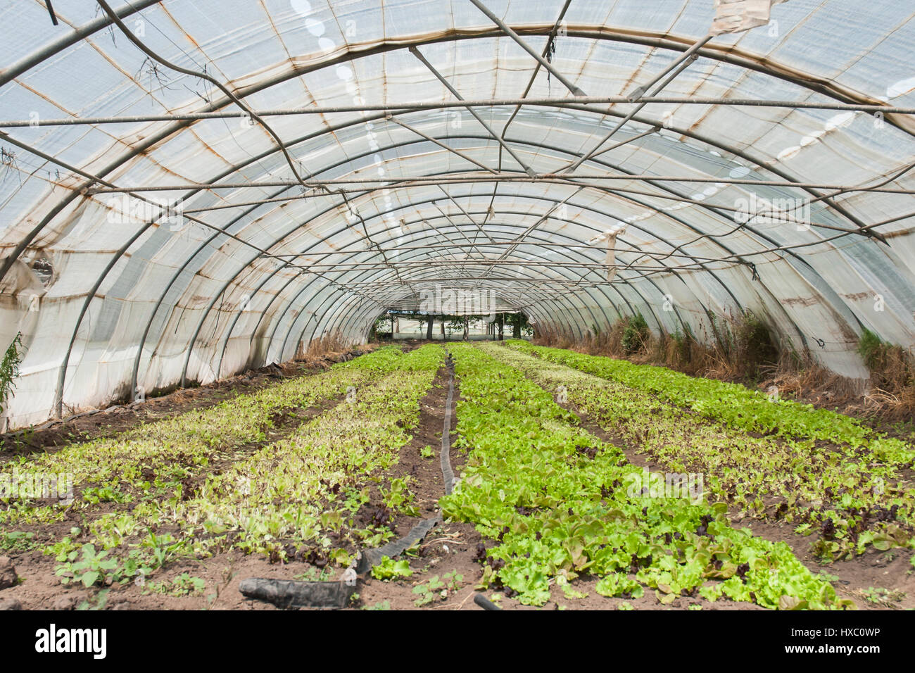 Organic crops growing in a polytunnel (plastic covered greenhouse Stock ...