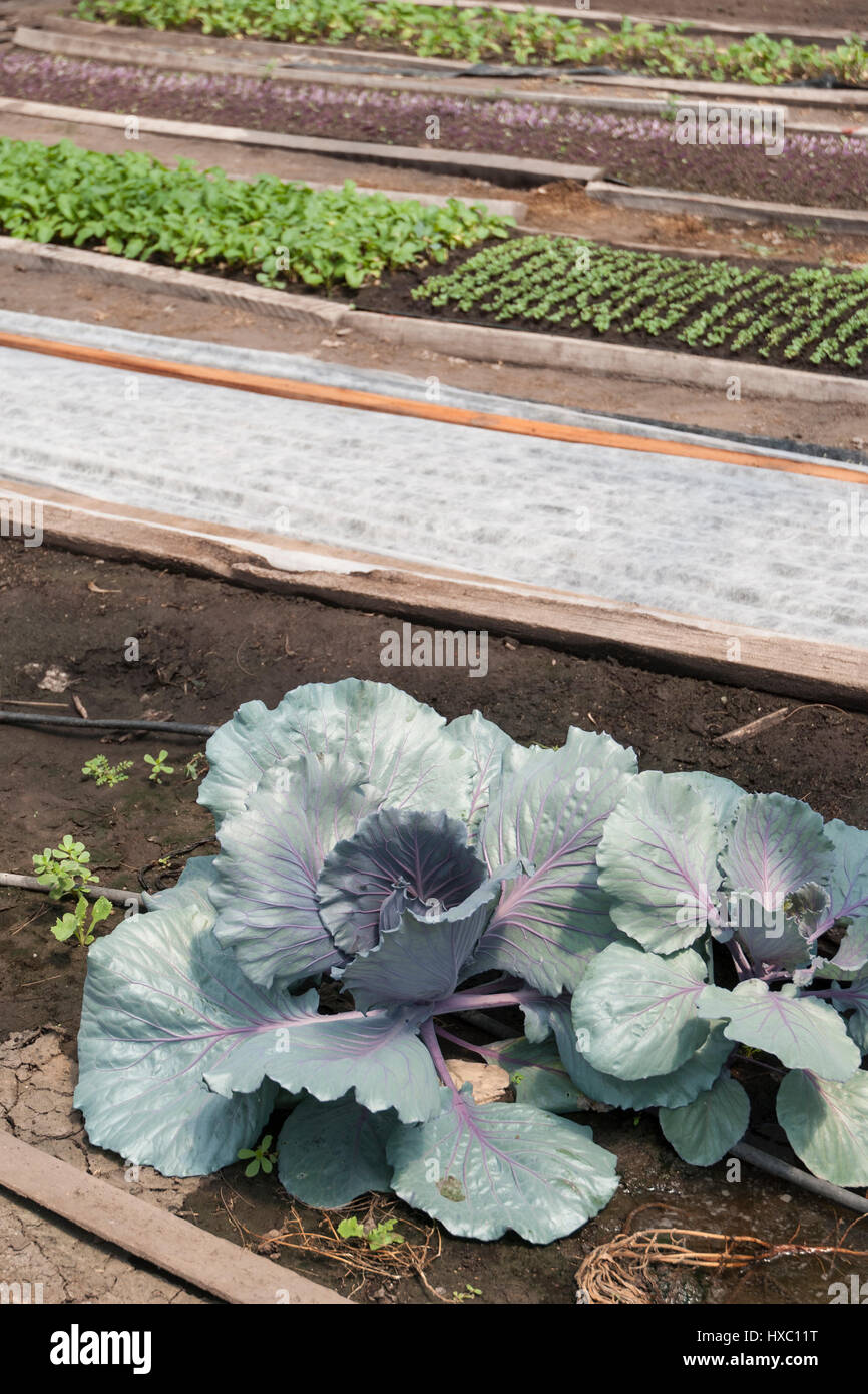 Red cabbage and vegetables growing in a greenhouse Stock Photo - Alamy
