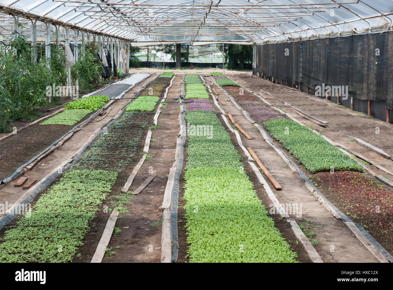 Organic crops growing in a polytunnel (plastic covered greenhouse) on ...