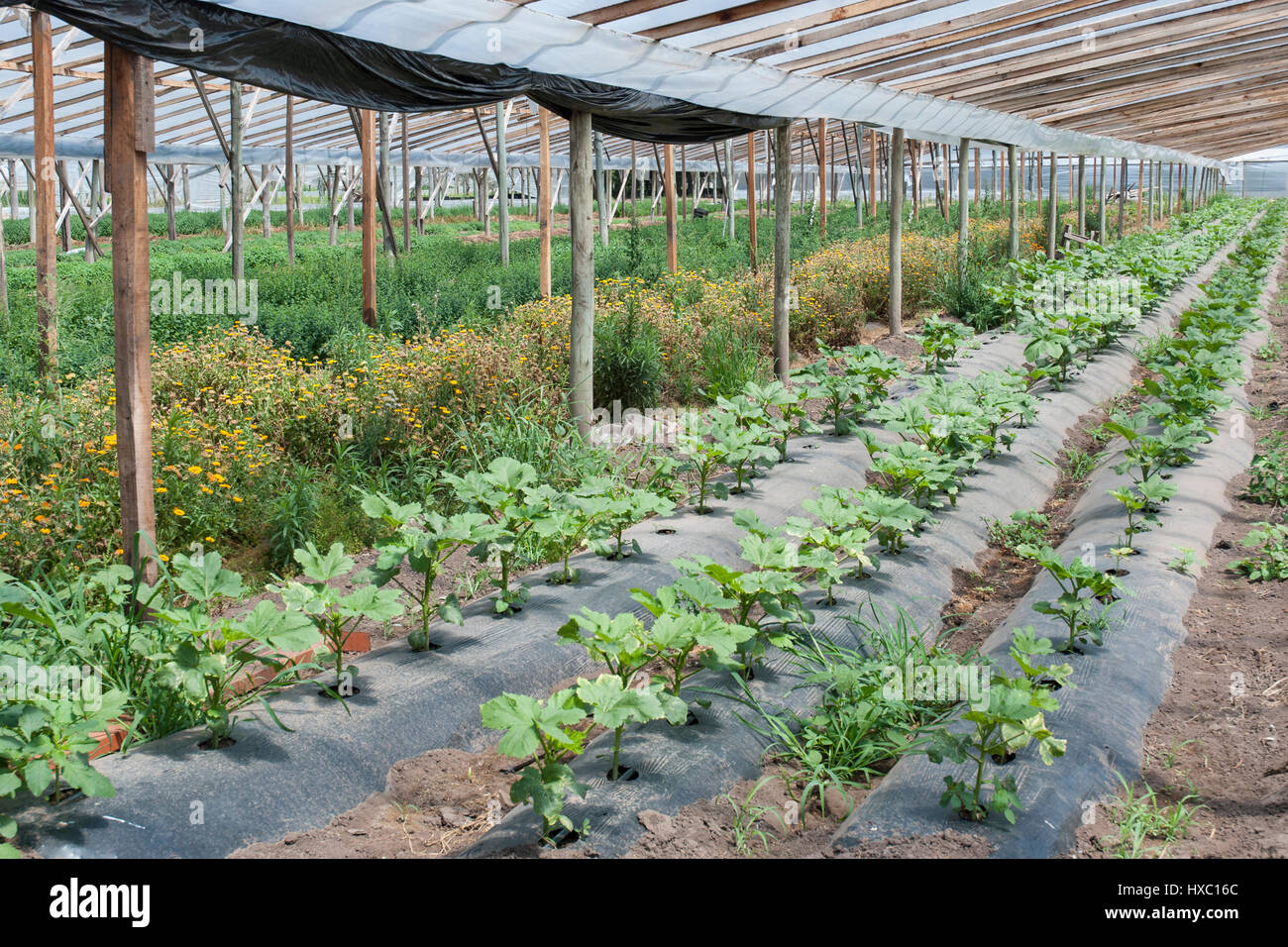 Crop greenhouse hi-res stock photography and images - Alamy