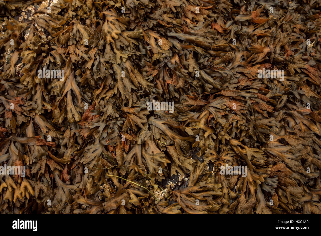 Knotted wrack algae hi-res stock photography and images - Alamy