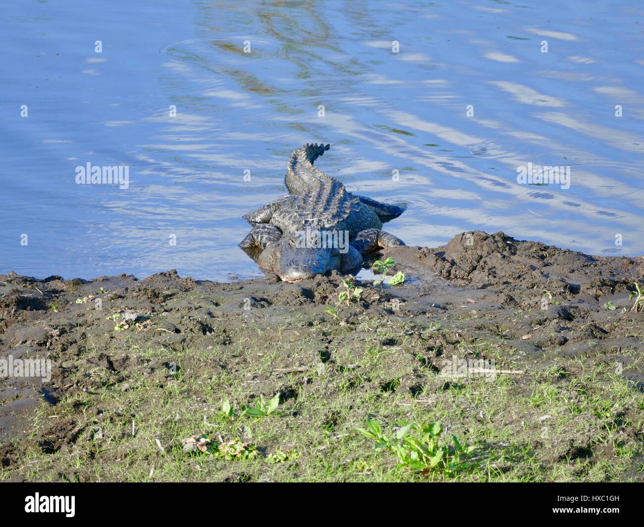 American alligator, very large, lying in the mud on the shore of ...