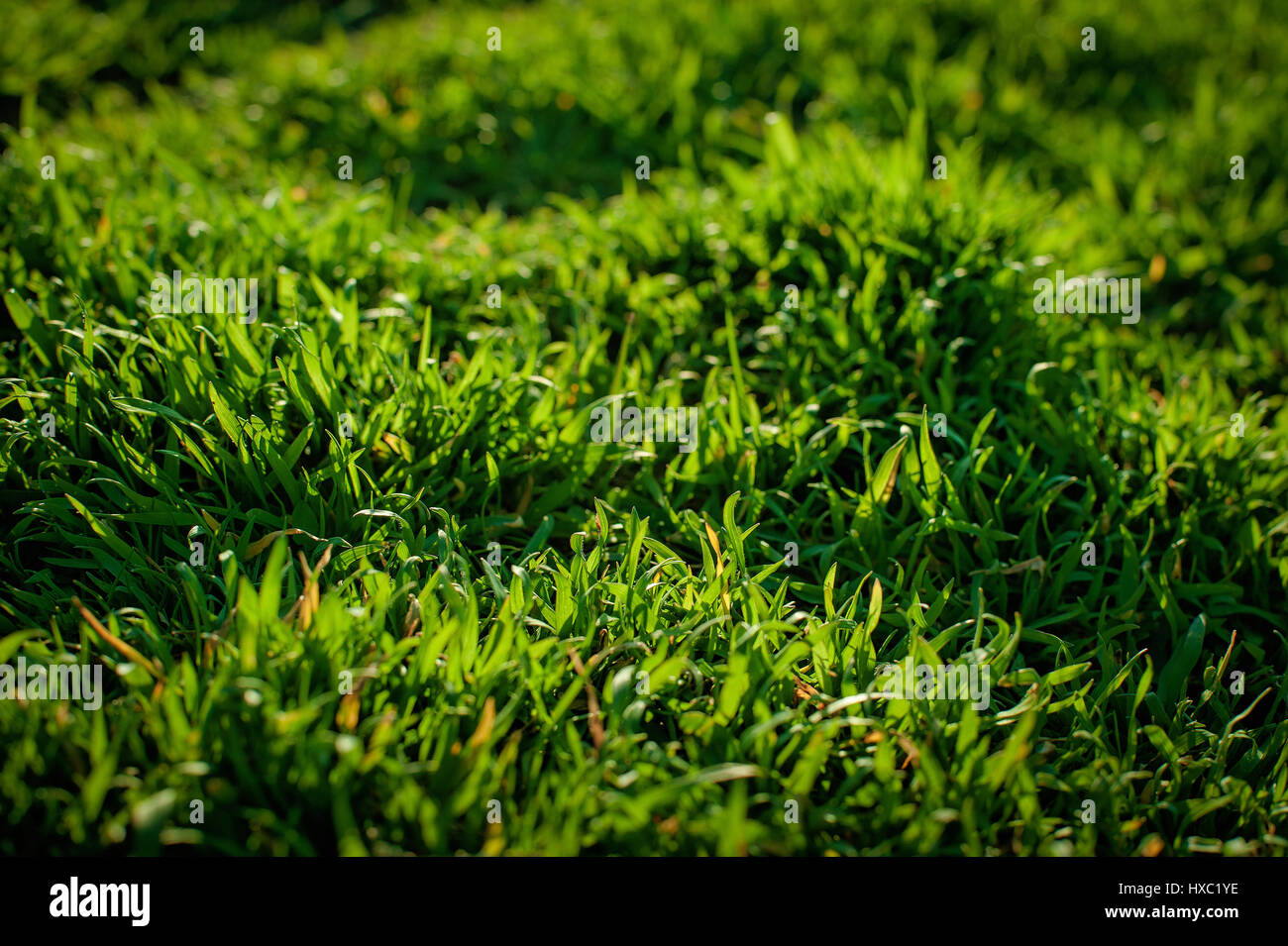Green Grass rice field. Concept of ecology. Natural background Stock ...