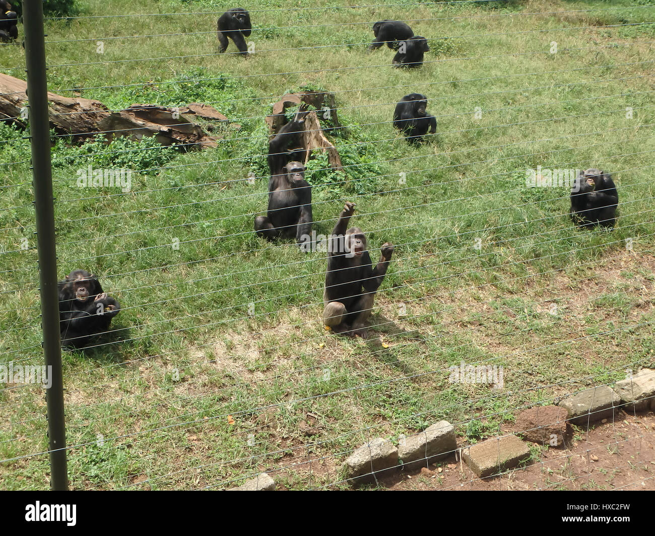 Chimpanzees behind wire fence during feeding time at Ngamba Island ...