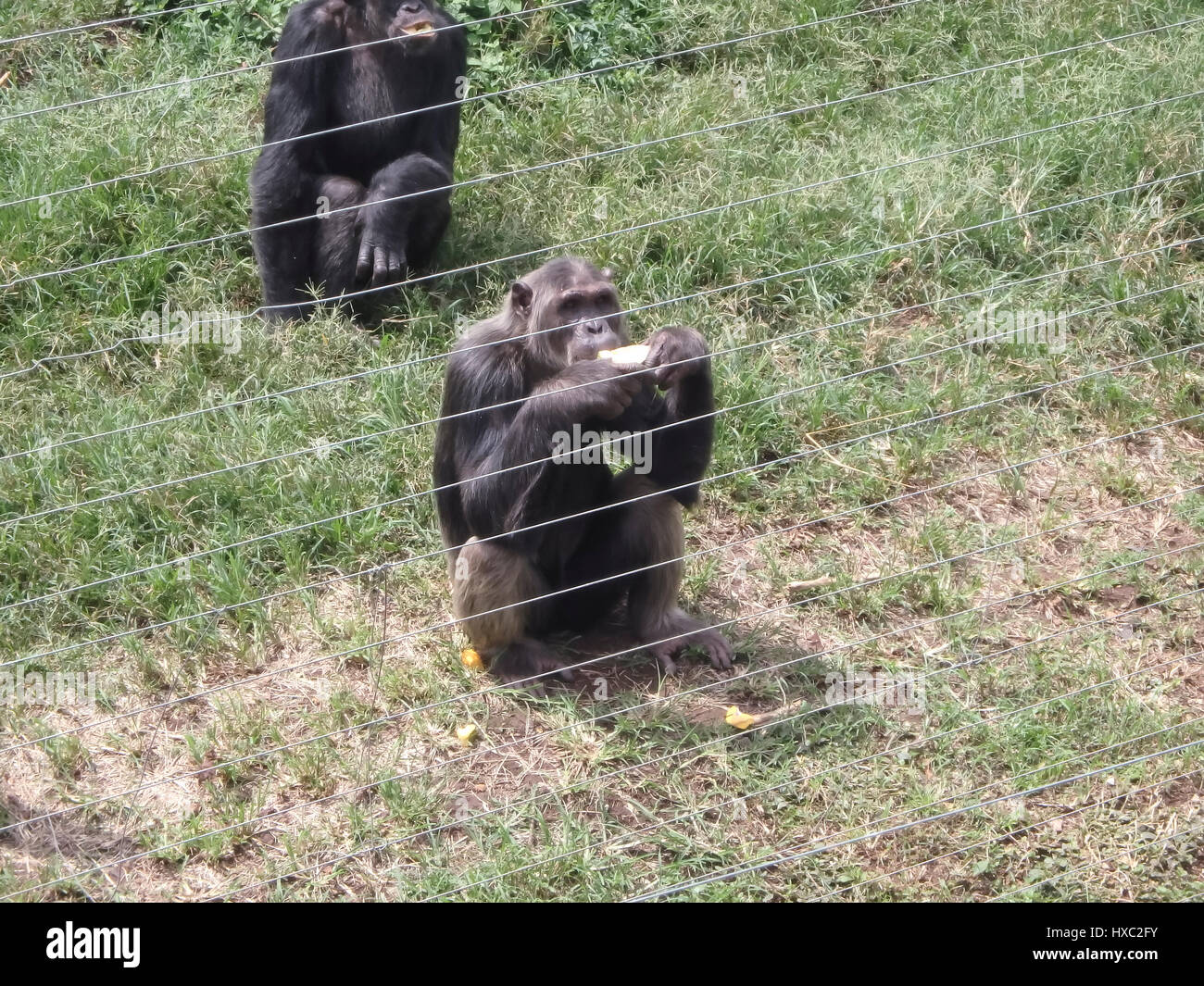Chimp eating fruit behind fence at Ngamba Island Chimpanzee Sanctuary ...