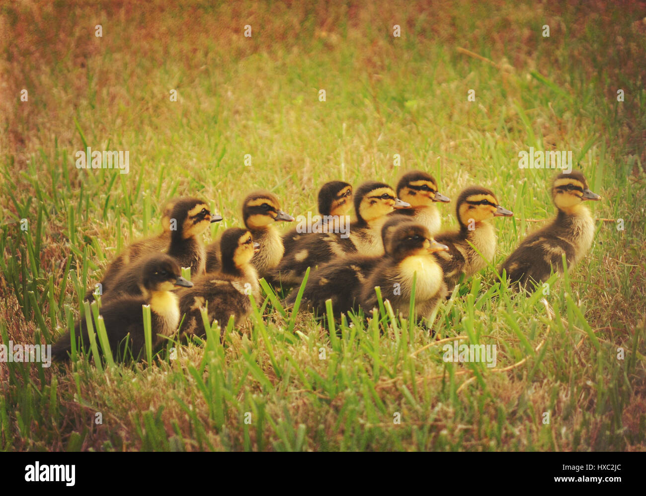 Ducklings walking hi-res stock photography and images - Alamy