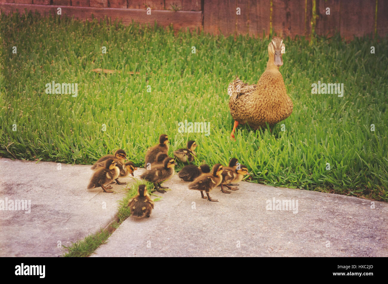 Ducklings walking hi-res stock photography and images - Alamy