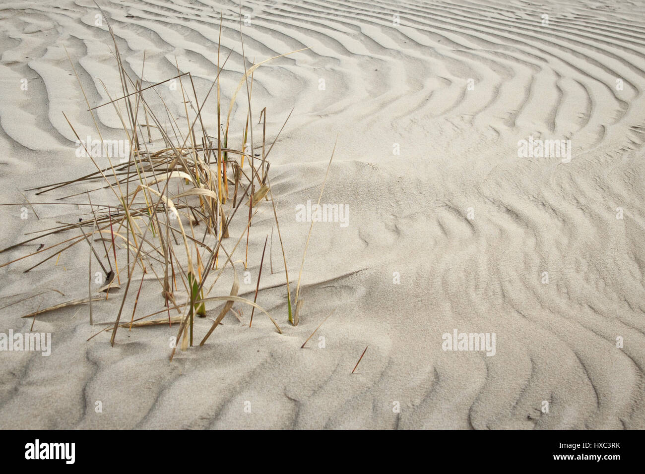 Granular Pattern High Resolution Stock Photography and Images - Alamy