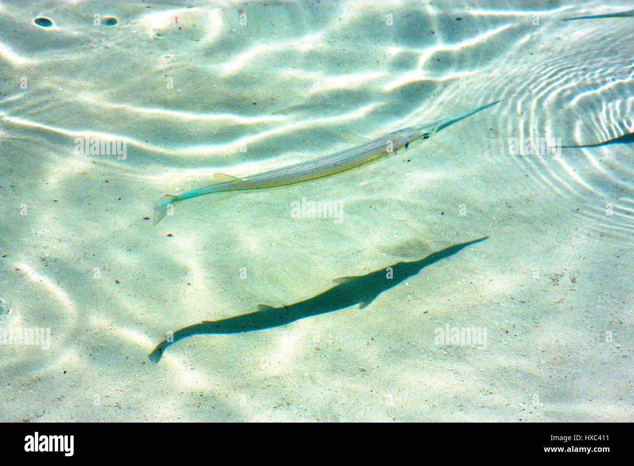 little fish isla contoy in mexico froath and foam the sea drop sunny ...