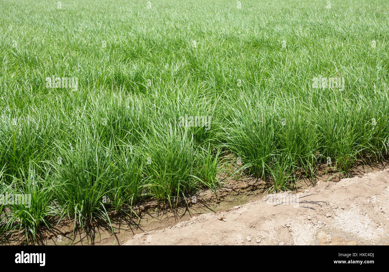 Horchata plant hi-res stock photography and images - Alamy