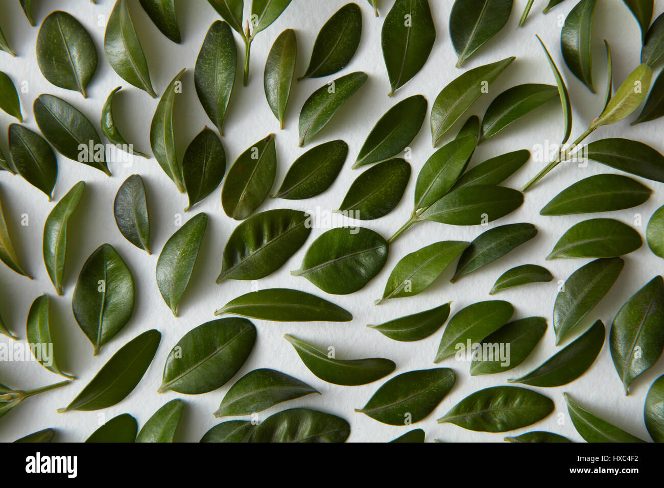 Closeup of many green leaves represented over white background. Nice ...