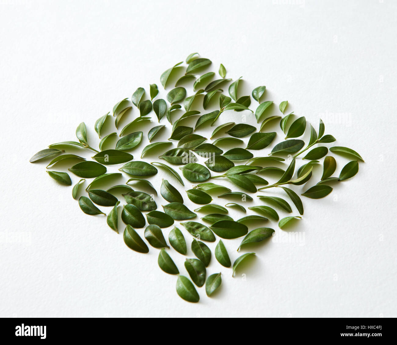 Green leaves square over white background. Closeup of many green leaves ...