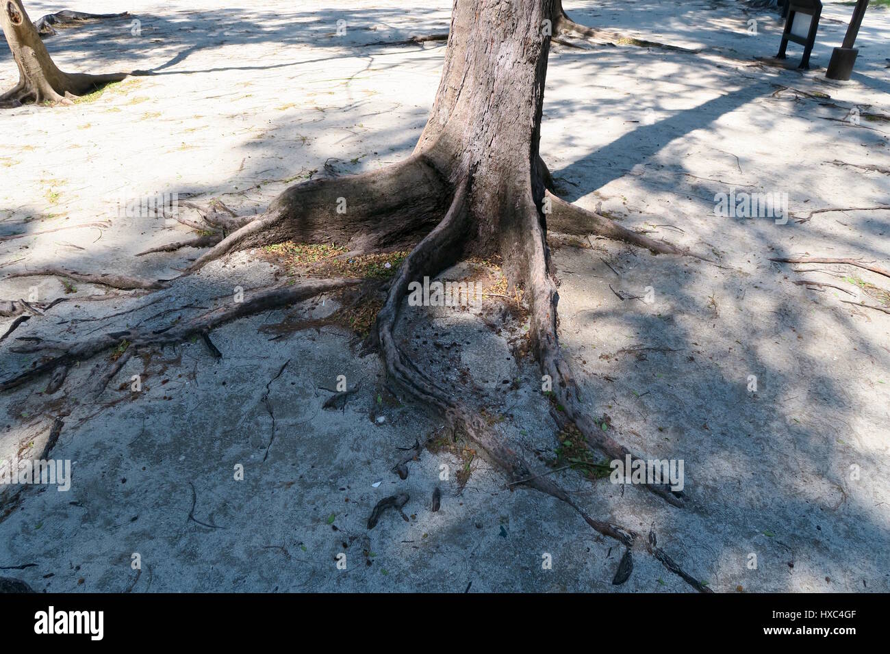 Old tree with big roots in Thailand Stock Photo - Alamy