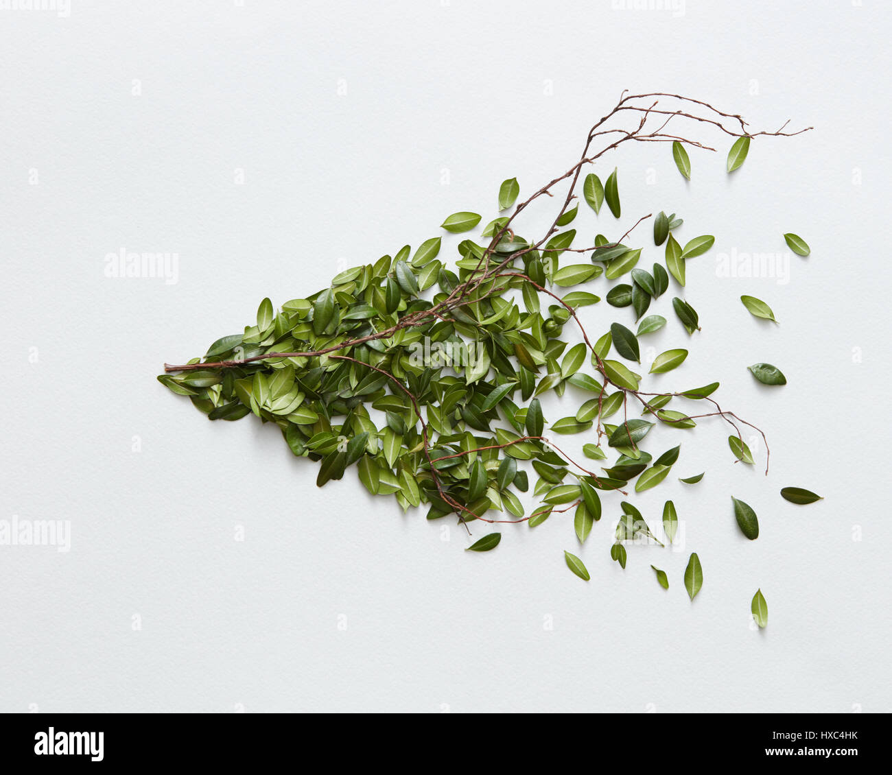 Many green leaves represented in form of bush. Decoration of background ...