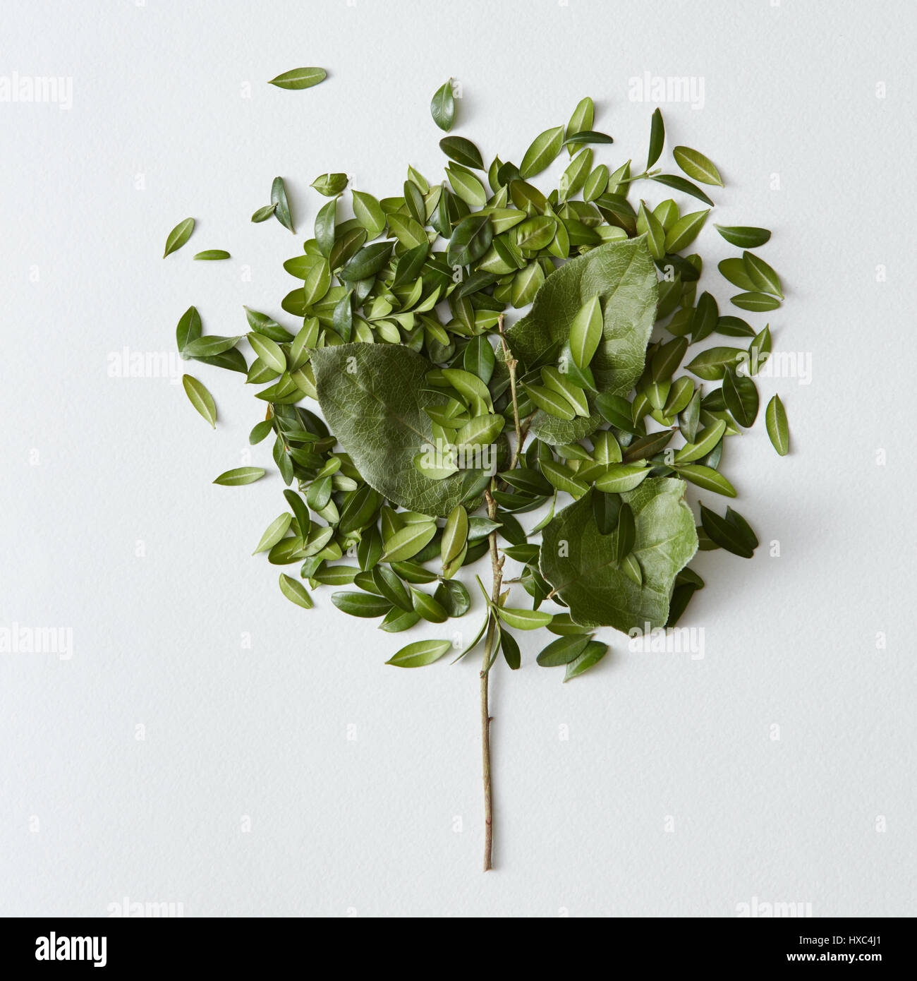 Closeup of beautiful little green tree with many leaves over white ...