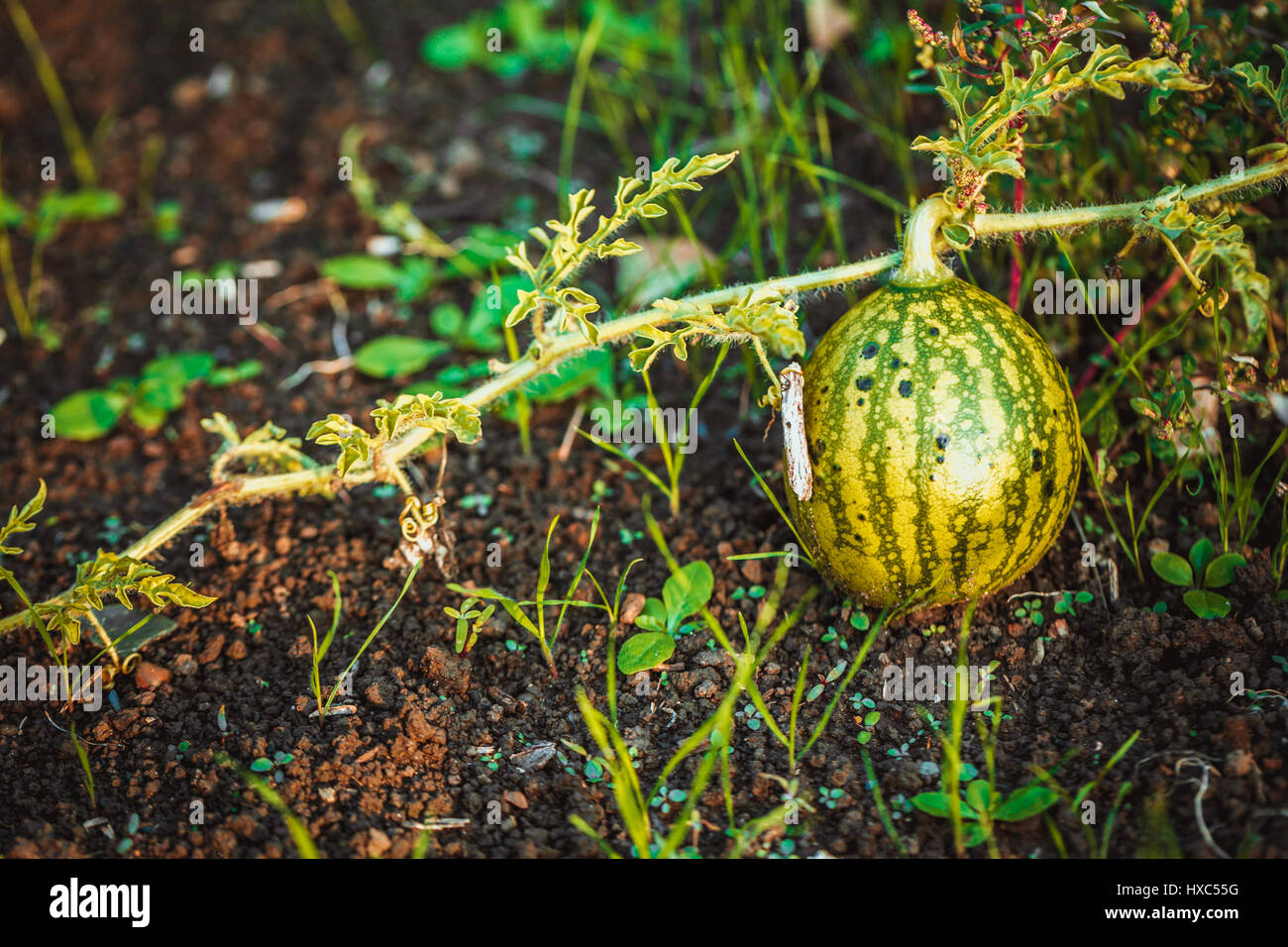 small ripe striped watermelon growing in the melon fields Stock Photo ...