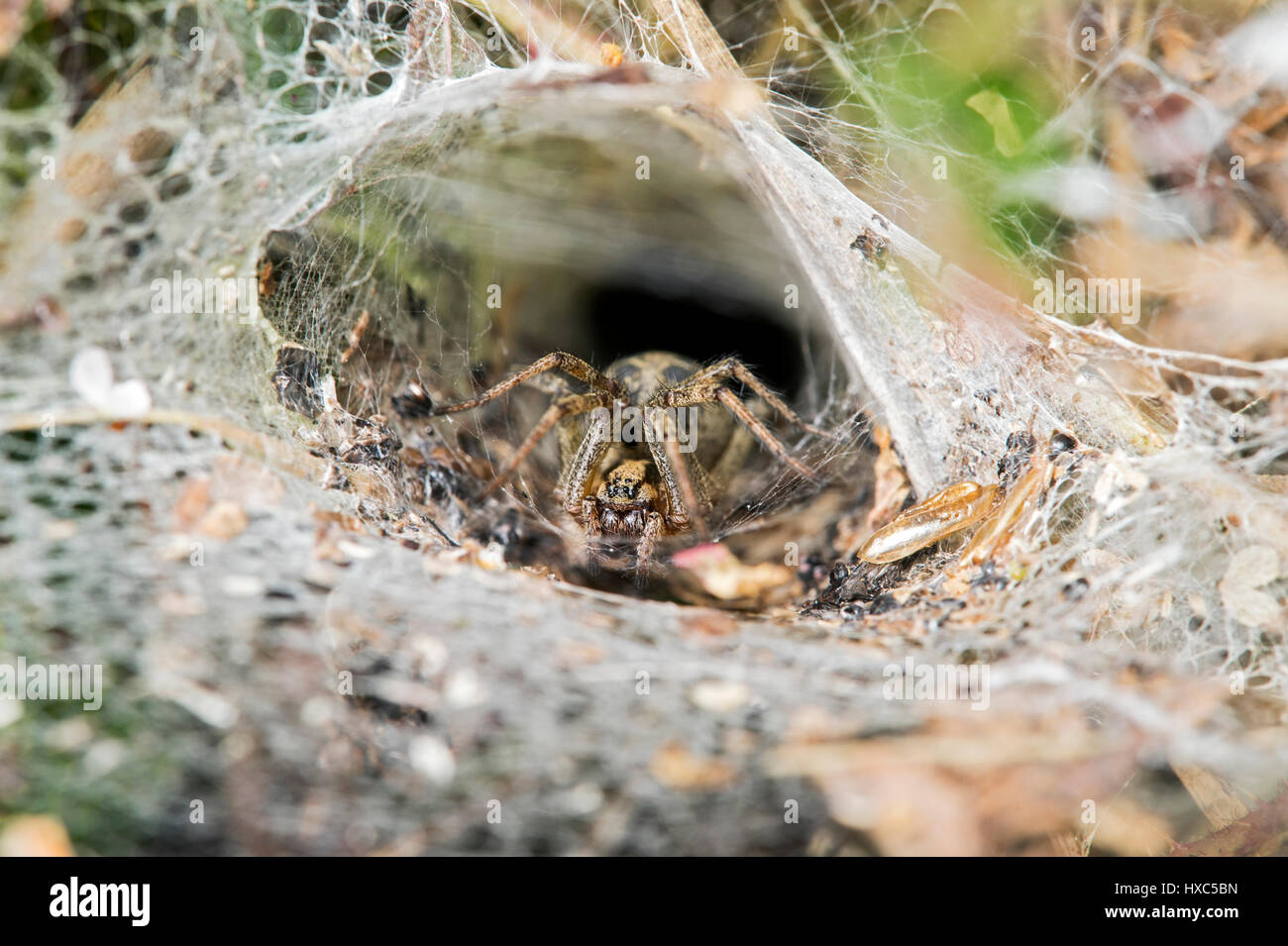 Web of Labyrinth Spider (Agelena labyrinthica), Switzerland Stock Photo ...