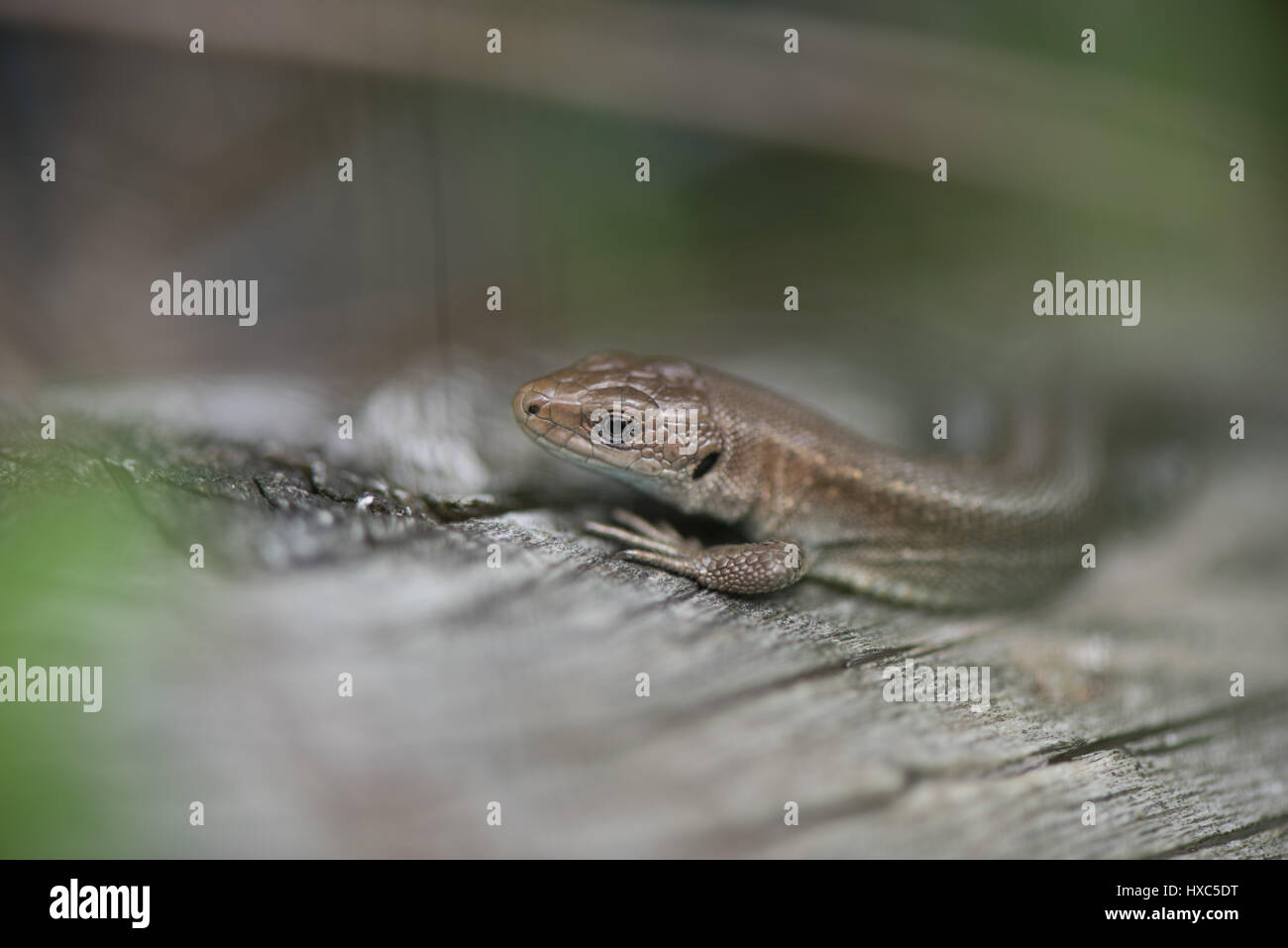 Common Lizard on a fence. Head and shoulder in focus Stock Photo - Alamy