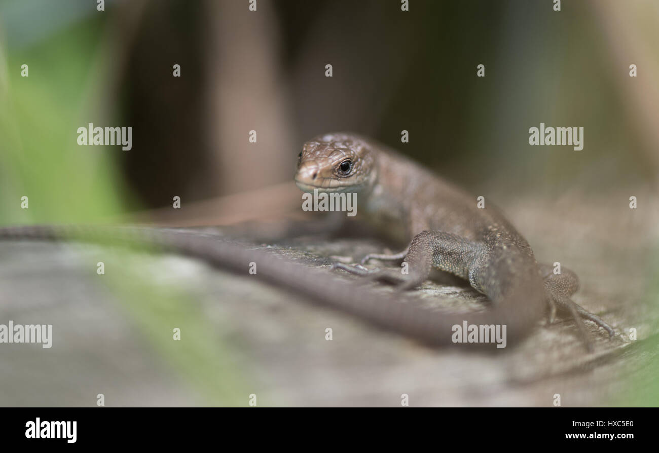 Common Lizard on a fence, looking over shoulder. Out of focus tail ...