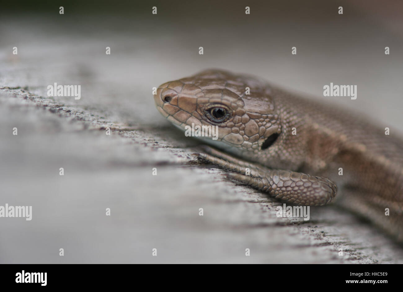 Head and shoulders of a Common Lizard on a fence. Shallow depth of ...
