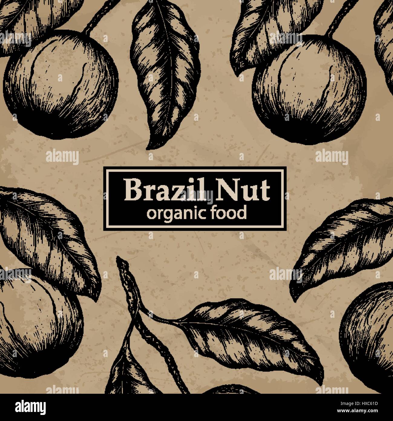 Brazil nuts tree design template. Vintage floral background. Vector ...