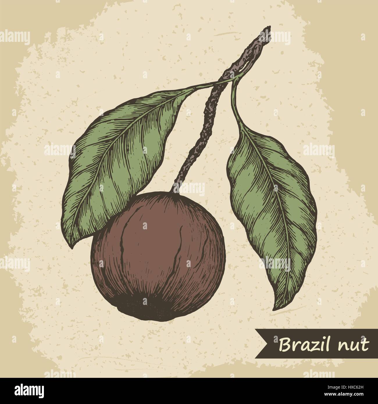 Brazil nut fruit, vintage engraved vector illustration Stock Vector ...