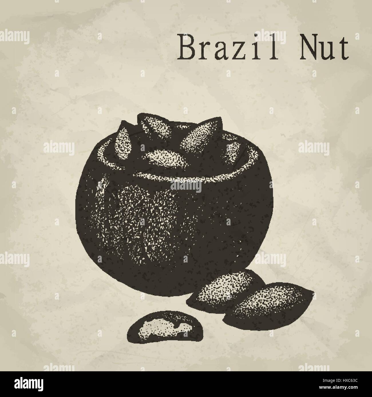 Brazil nut fruit, vintage engraved vector illustration Stock Vector ...