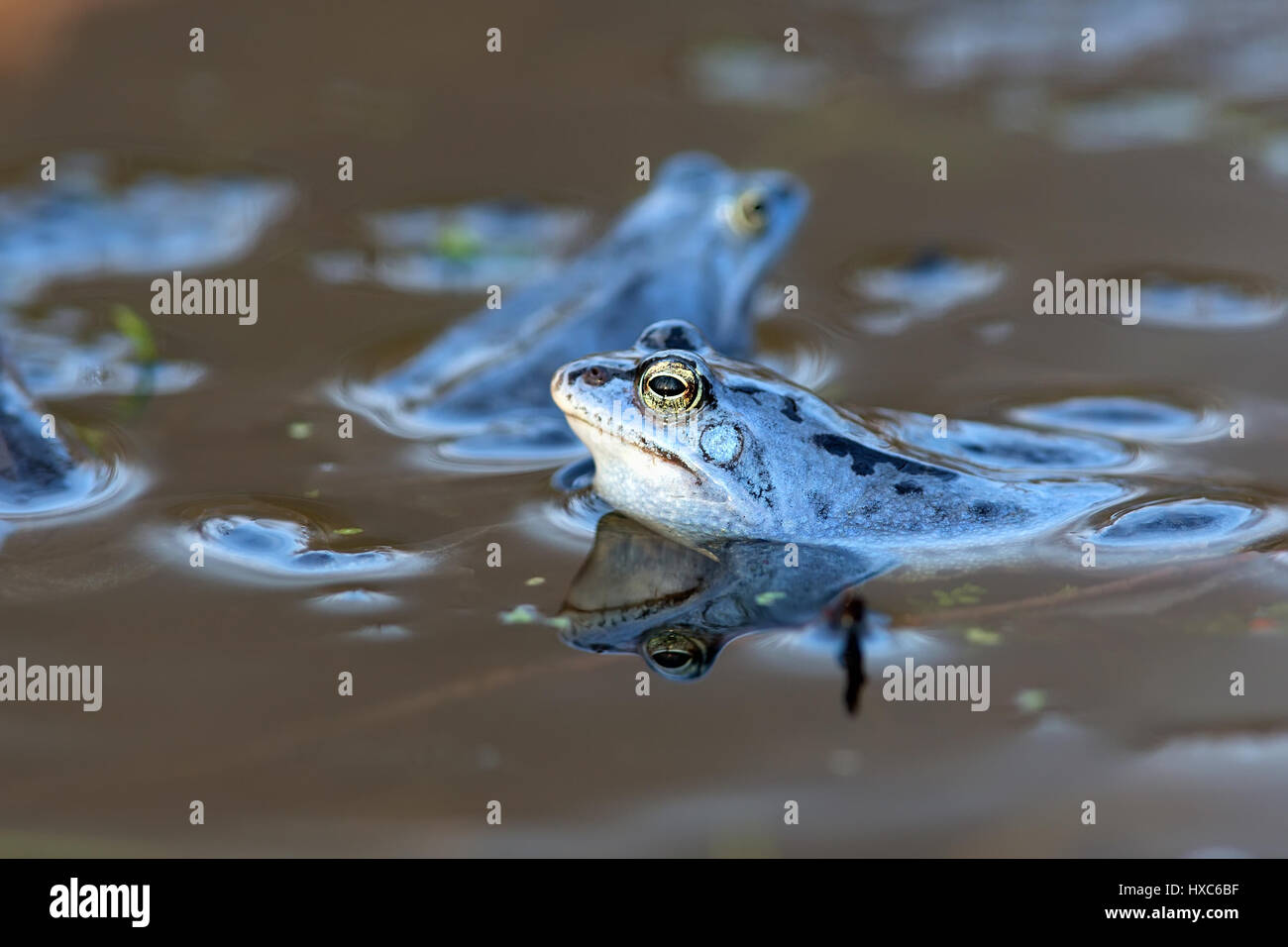 Blue frog hi-res stock photography and images - Alamy