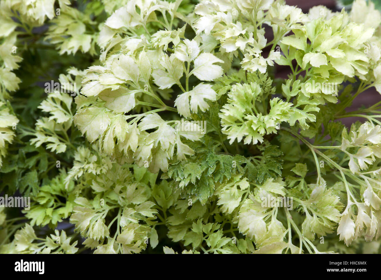 Polyscias hi-res stock photography and images - Alamy