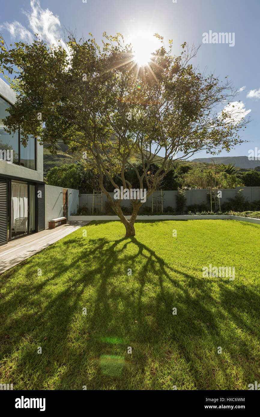 Tranquil sunshine behind tree casting shadow in grass Stock Photo - Alamy