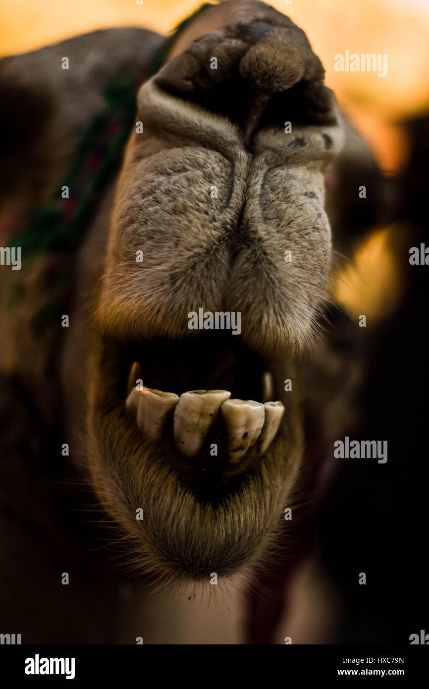 A camel showing its teeth in the desert, Egypt Stock Photo - Alamy