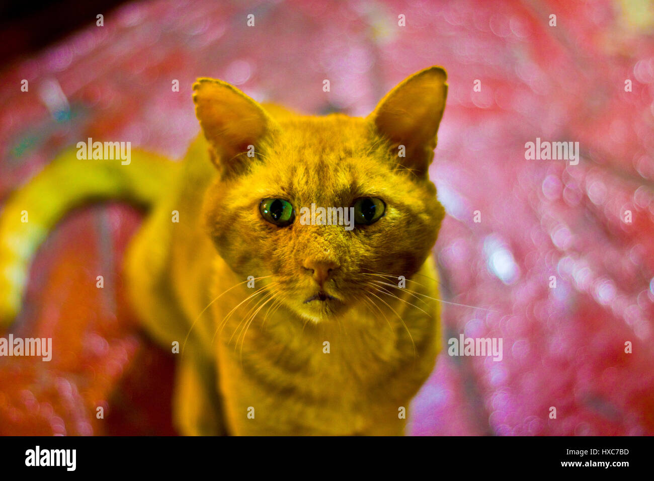 Yellow cat pictured in Egypt Stock Photo - Alamy