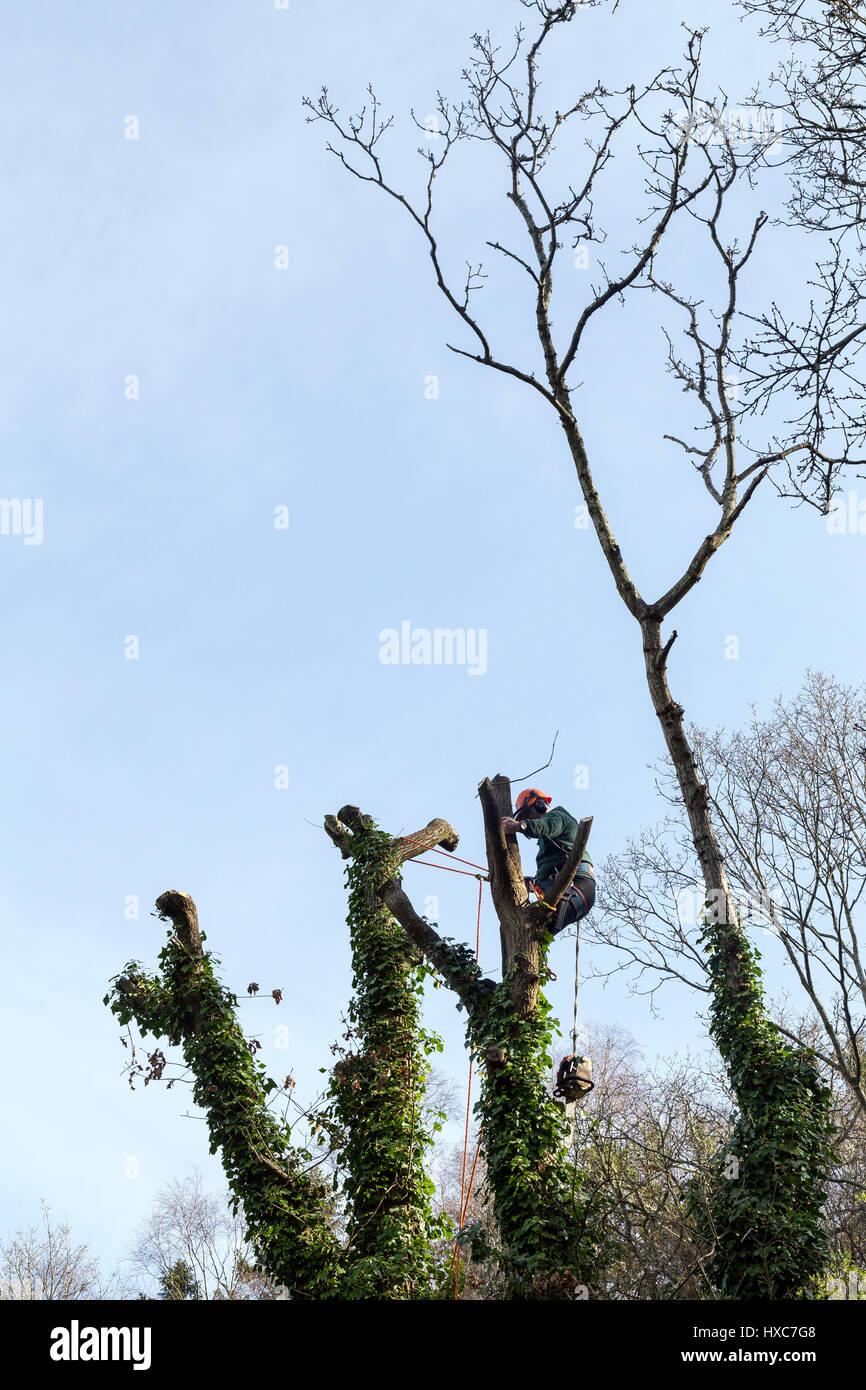 Arborist of lumberjack pollarding tree with a Husqvarna chainsaw ...