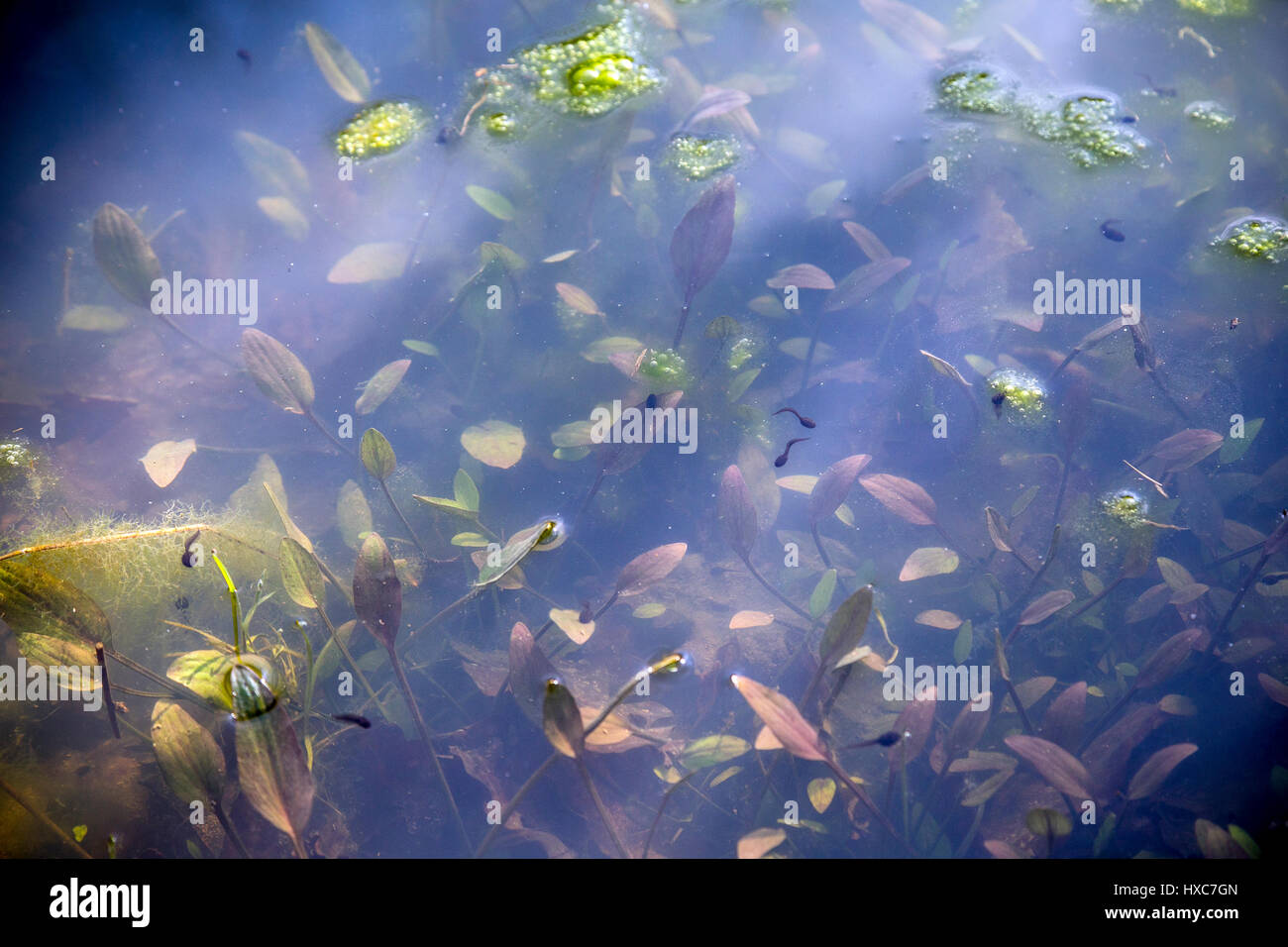 Life Cycle Amphibians High Resolution Stock Photography and Images - Alamy
