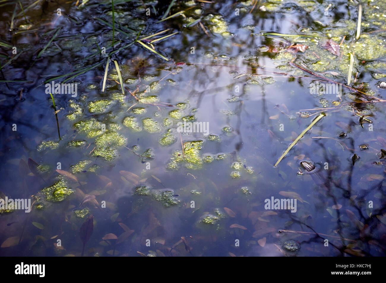 Tadpoles ponds hi-res stock photography and images - Alamy