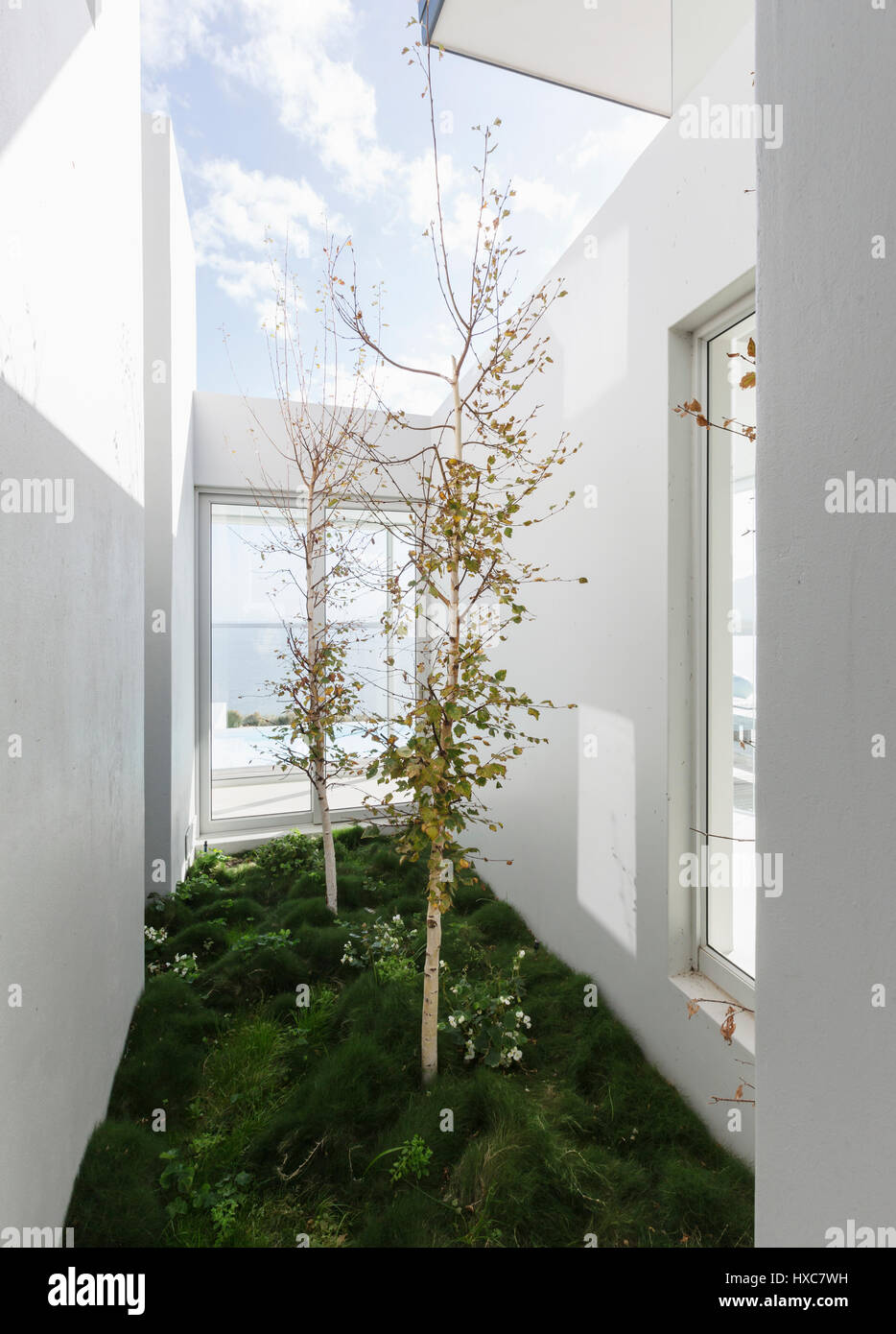Trees in sunny luxury home showcase interior courtyard Stock Photo - Alamy