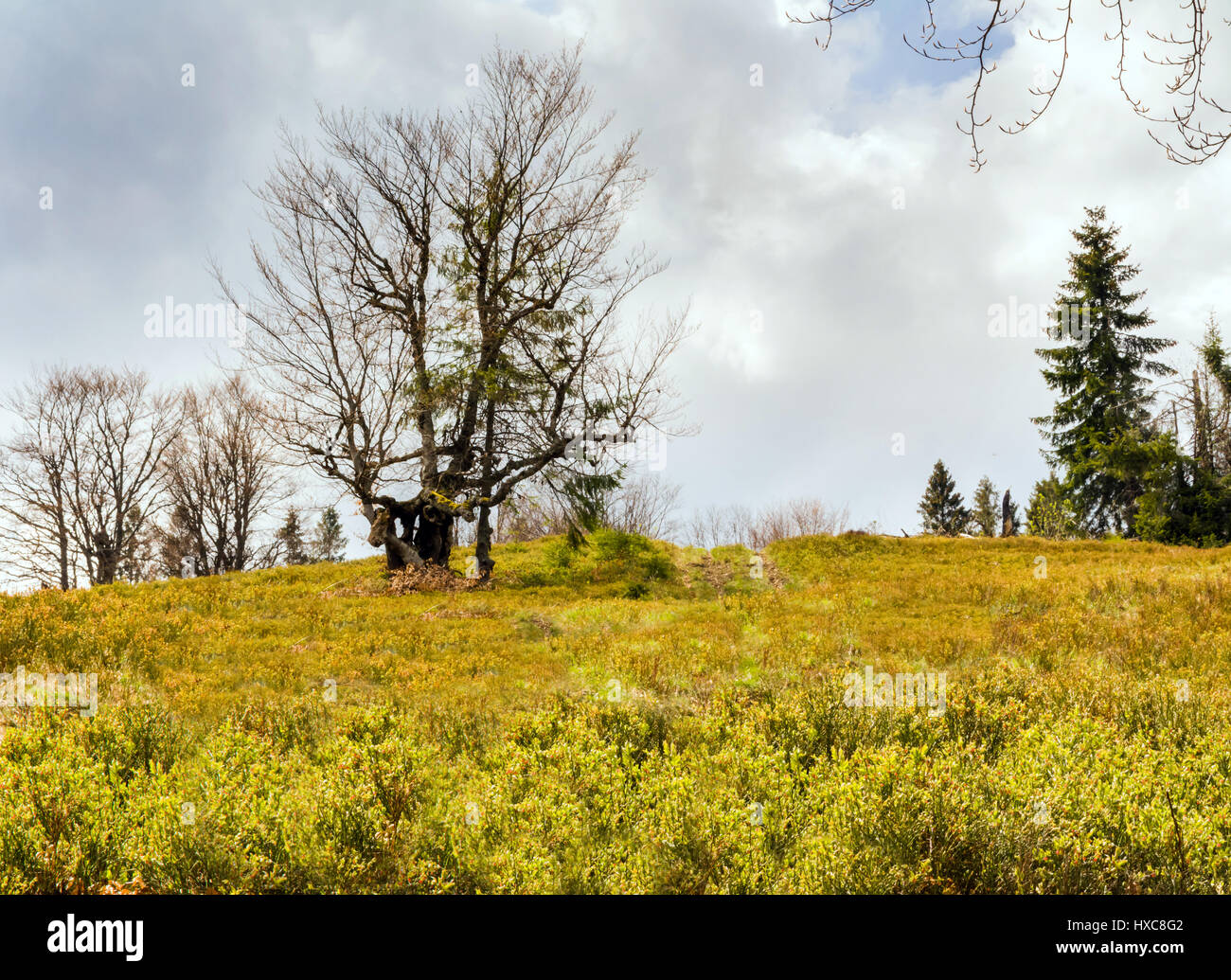 wild mountain landscape in overcast spring morning Stock Photo - Alamy