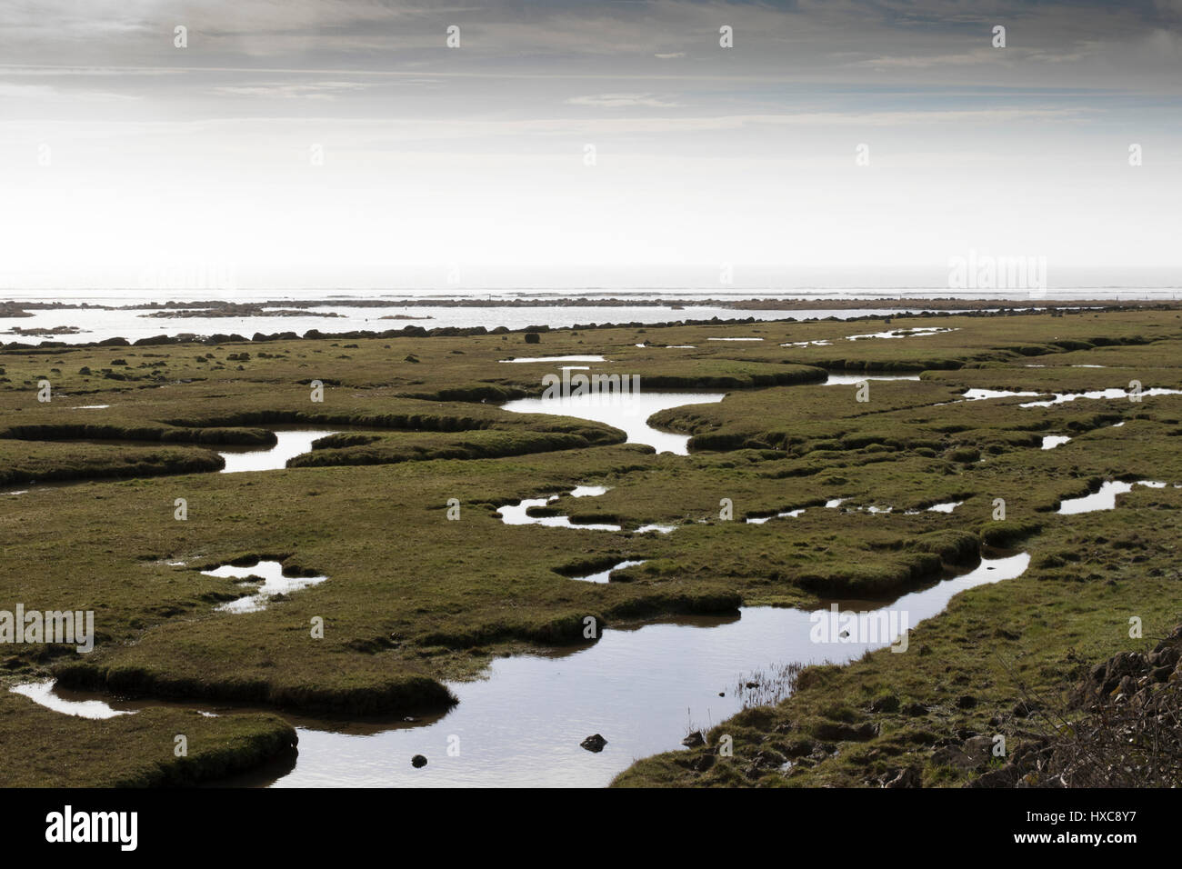 Severn estuary birds hi-res stock photography and images - Alamy