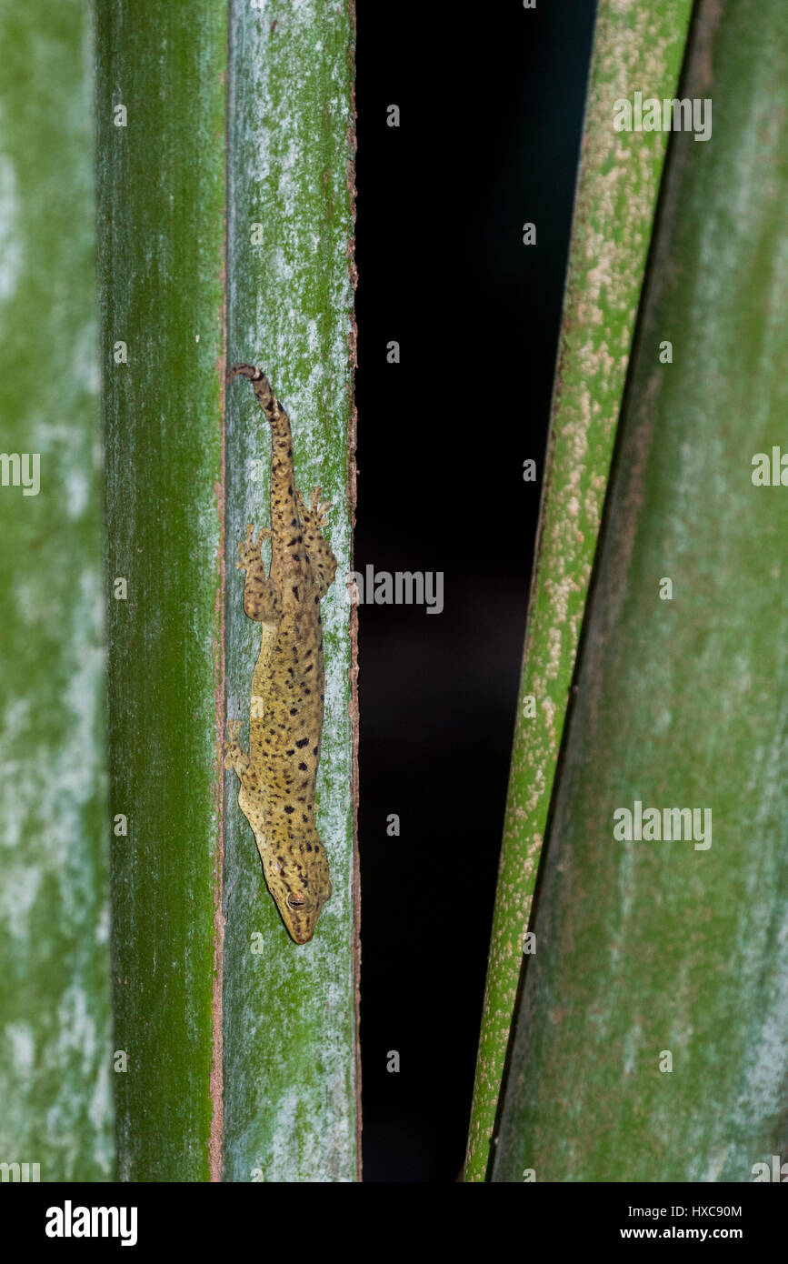 Seychelles, Praslin. Vallee de Mai Nature Reserve. The Seychelles ...