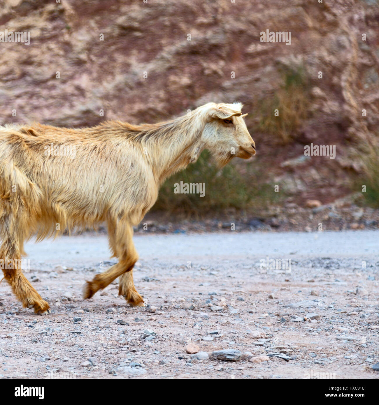 Black lamb standing near sheep hi-res stock photography and images - Alamy