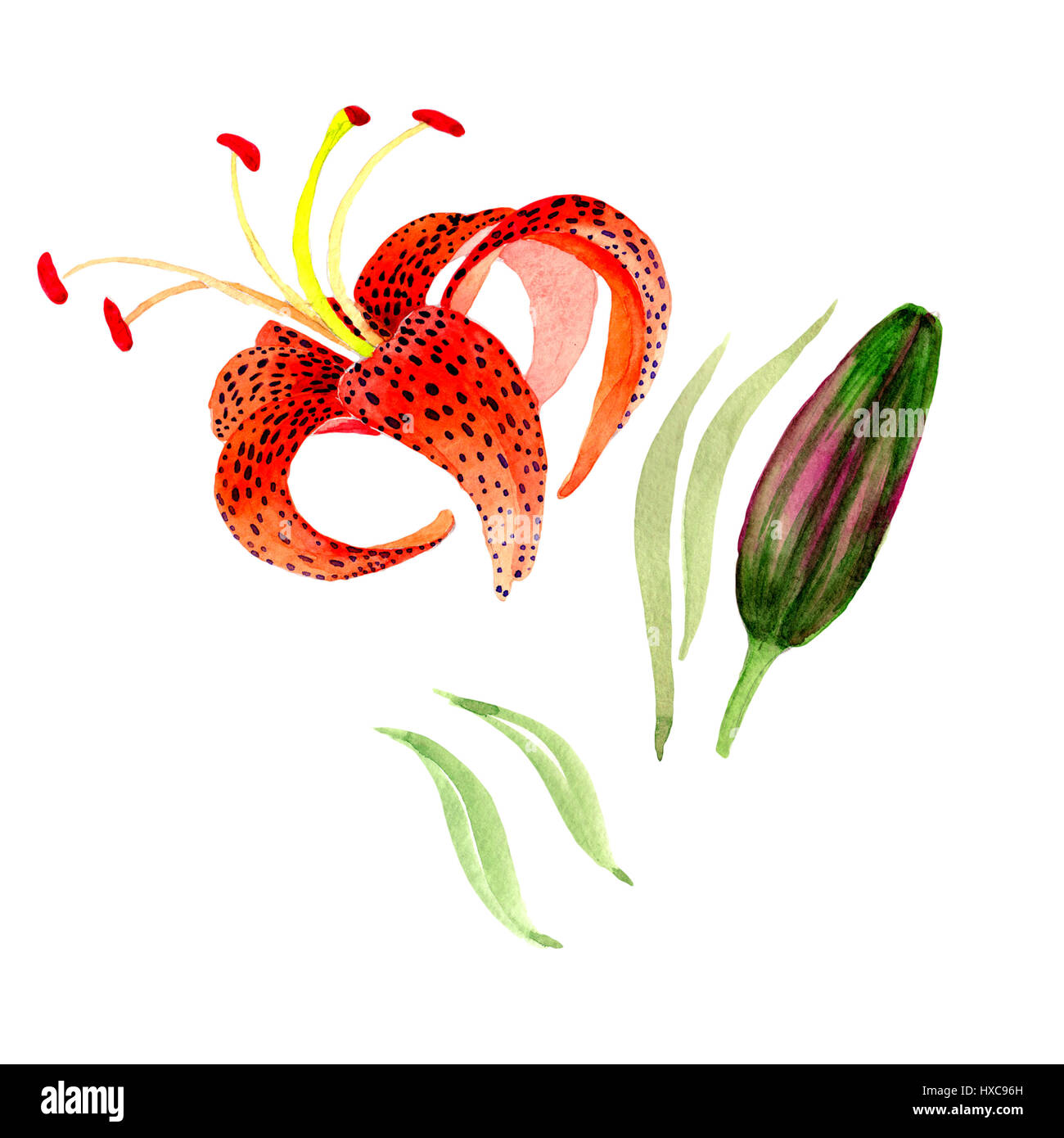 Wildflower leopard lily flower in a watercolor style isolated Stock ...