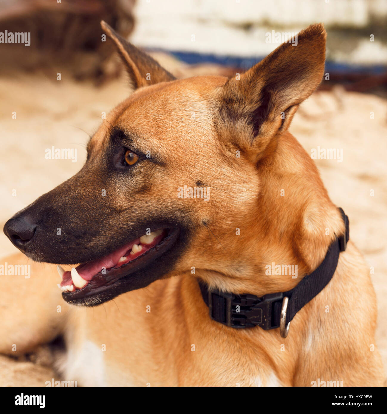 funny dog sitting on the beach. cute, domestic animal outdoor portrait ...